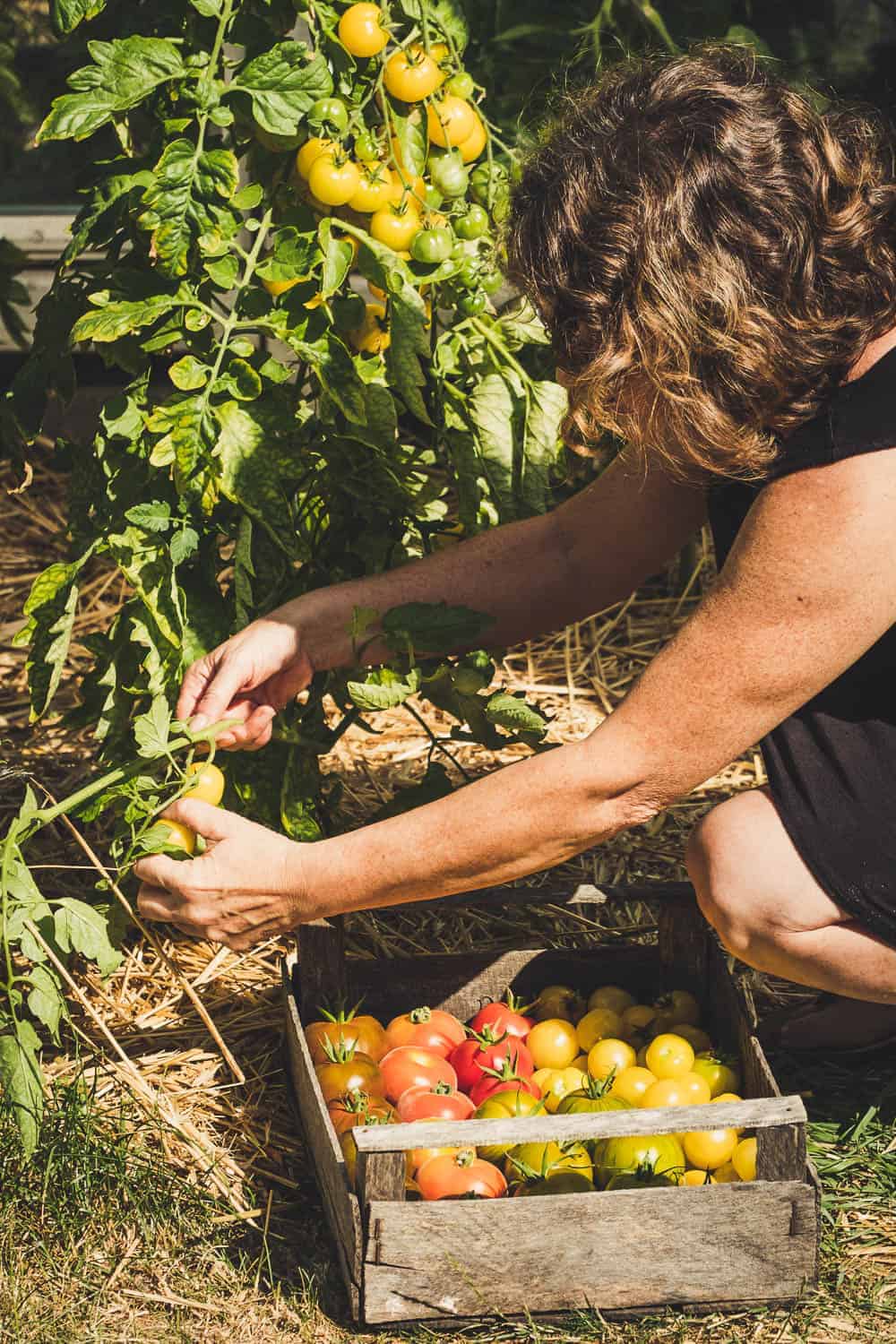 Gemüse ernten | die wichtigsten Infos für euch zusammengefasst
