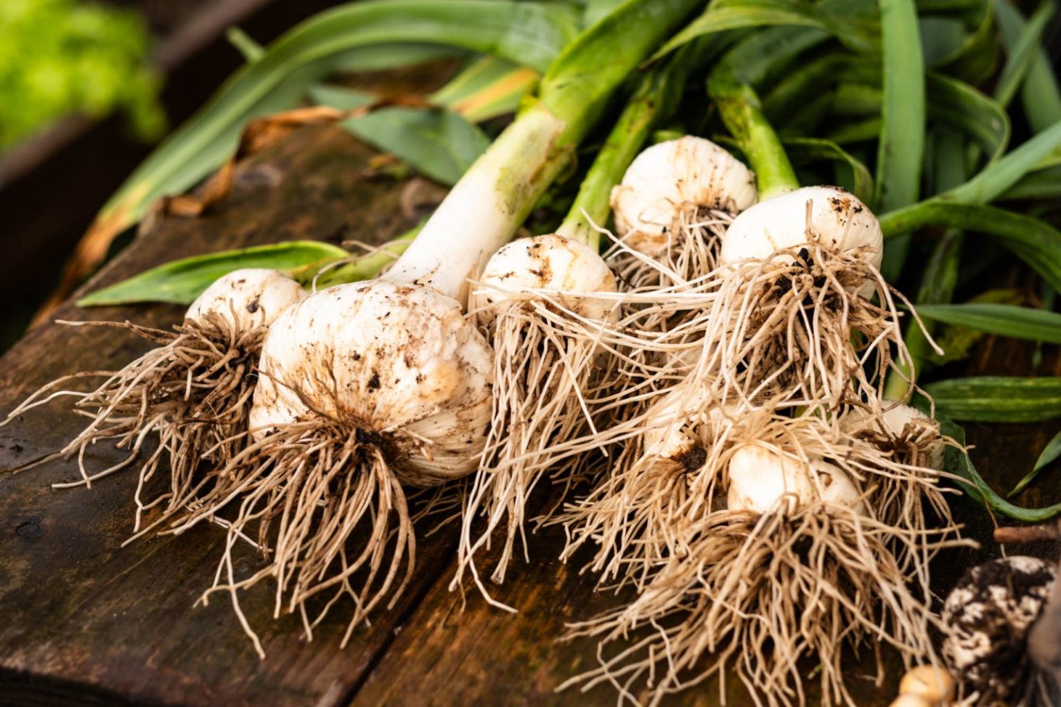 Knoblauch pflanzen: Geduld ist die beste Zutat | Der kleine Horrorgarten