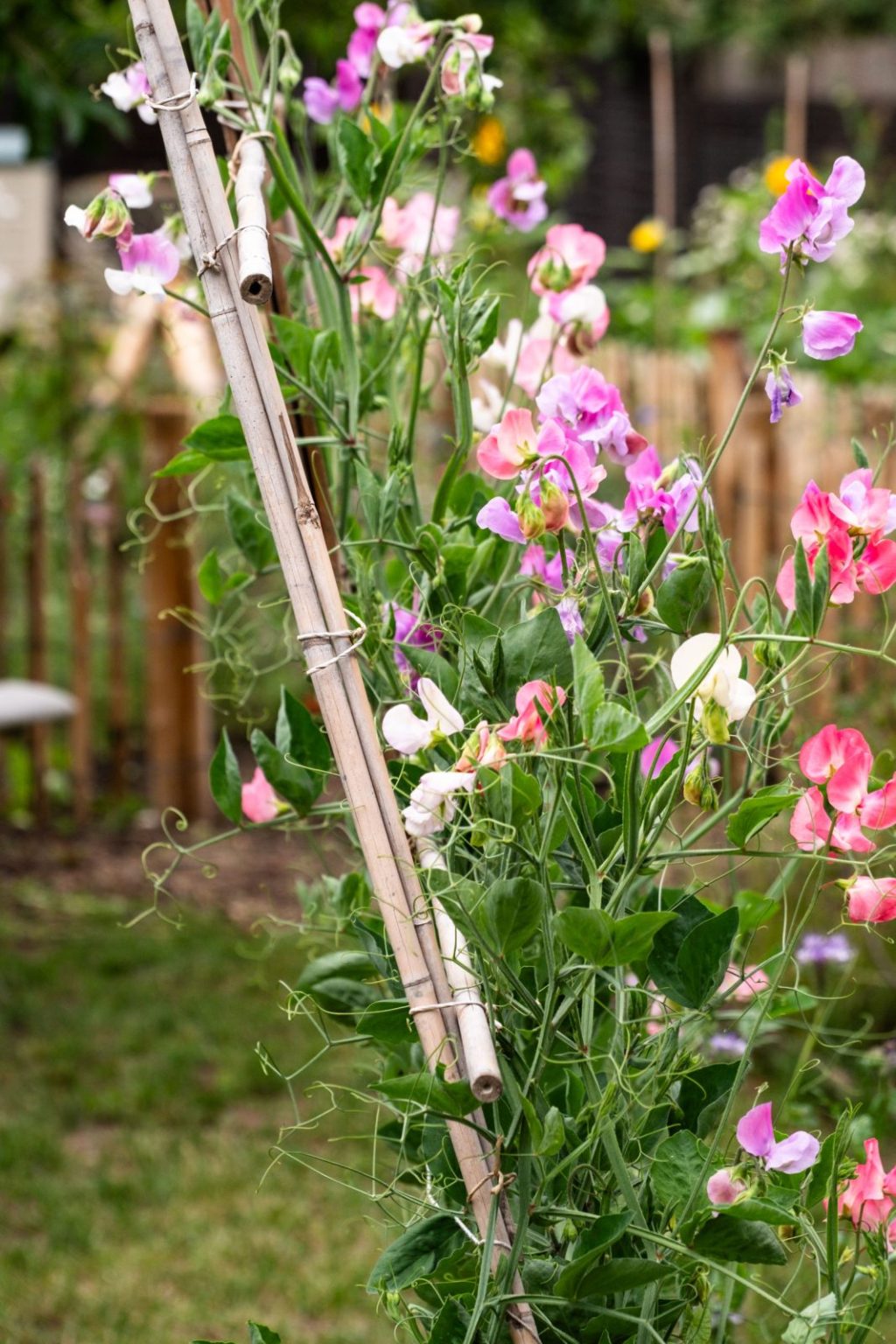 Wicken aussäen - alles was du wissen musst | Der kleine Horrorgarten