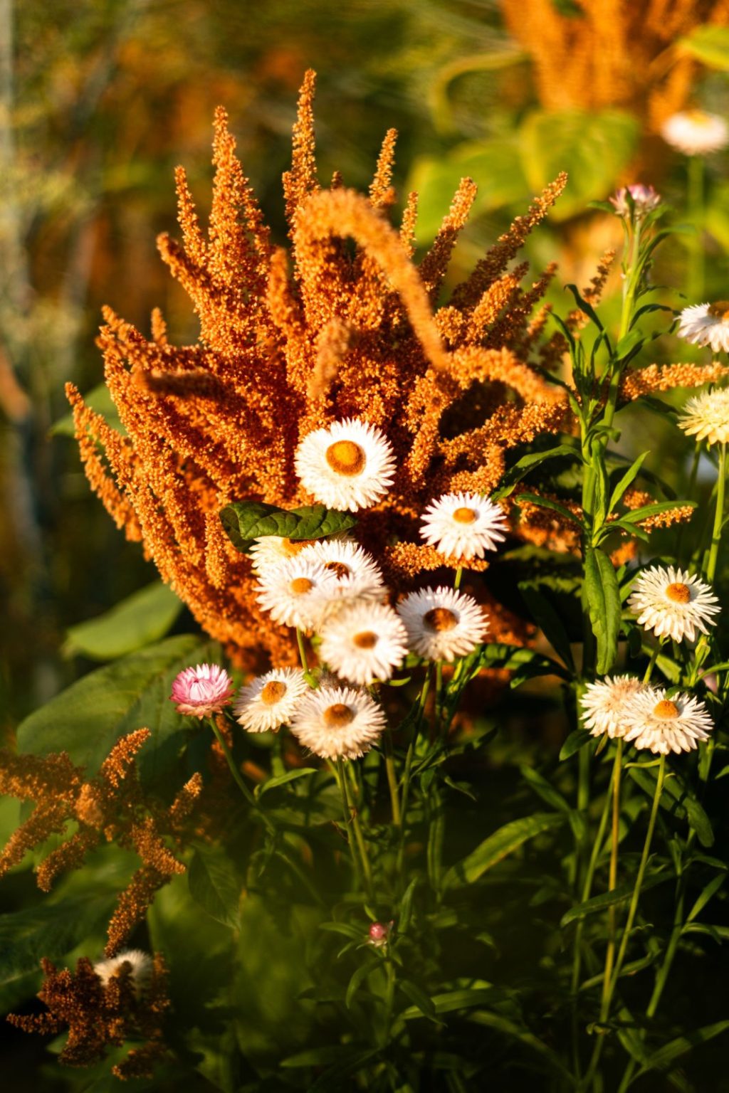 Amaranth anbauen und ernten - Ein Leitfaden für Anfänger | Der kleine ...