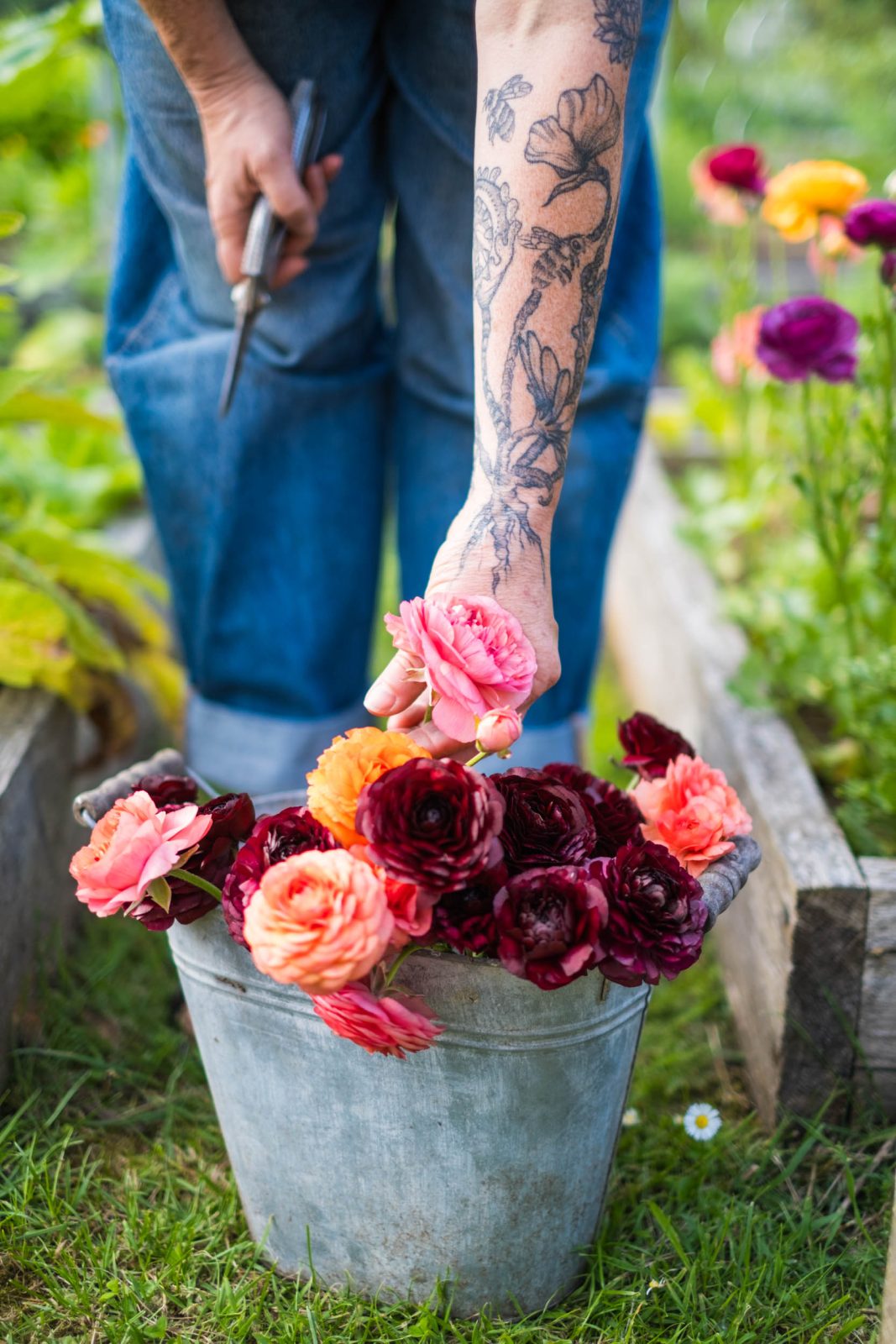 Ranunkeln pflanzen leicht gemacht: Tipps und Tricks | Der kleine ...
