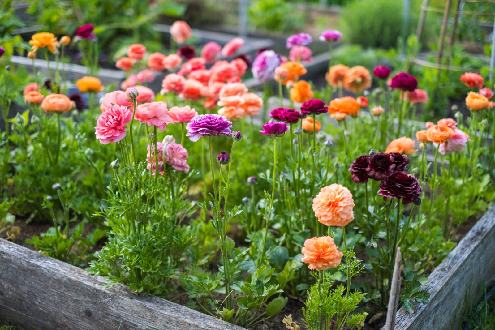 Ranunkeln pflanzen leicht gemacht: Tipps und Tricks | Der kleine Horrorgarten