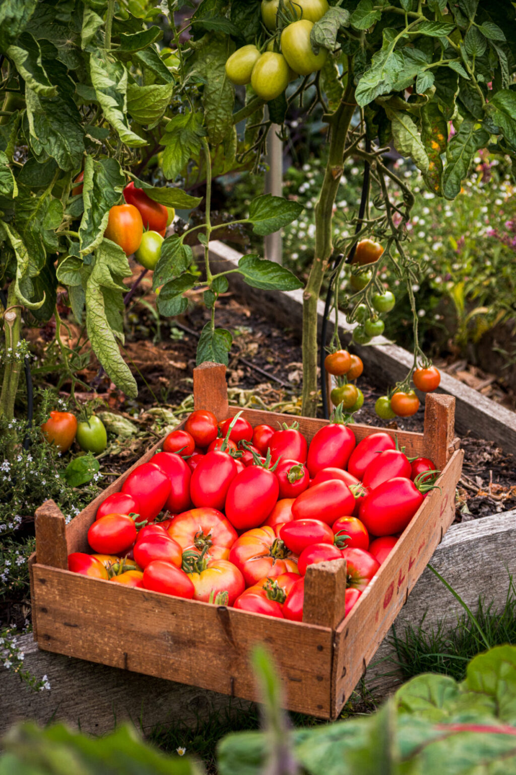 Fabelhafte Tomaten Pflanzen Klein Ebenbild